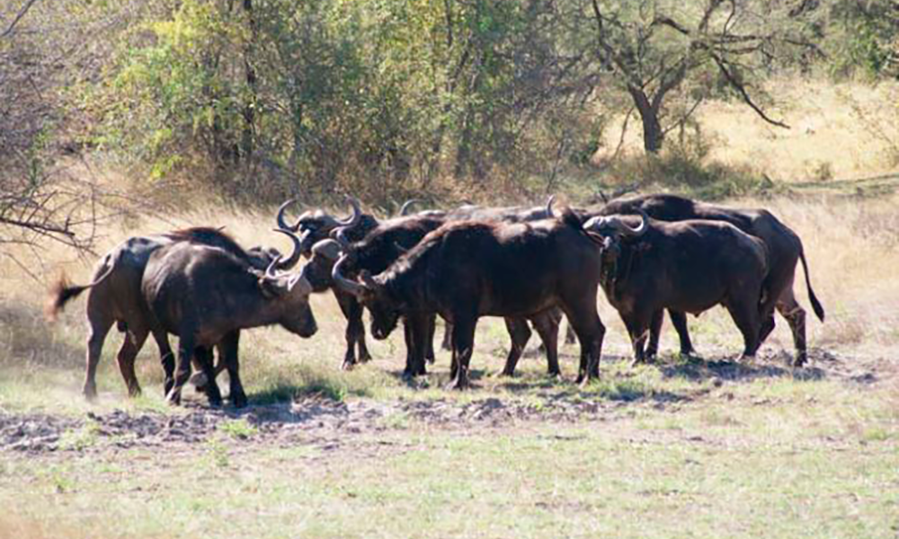 Namibia Bøffeljagt i Caprivi - Gamekeeper.dk